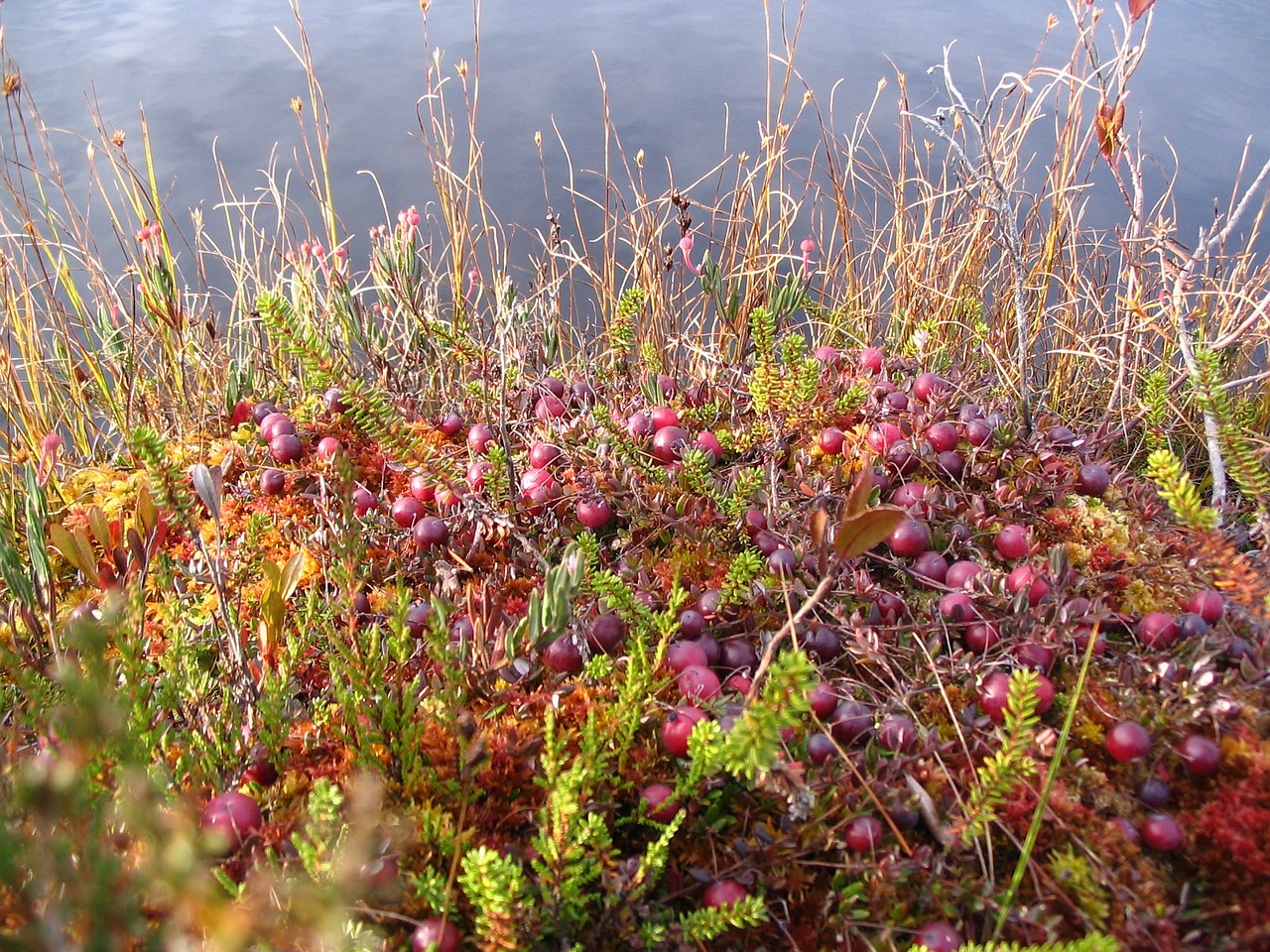 Cranberry: nutrition facts and health benefits - Nutrition and Innovation