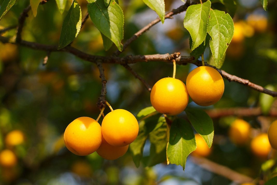 Mirabelle plum: nutrition facts and health benefits - Nutrition and ...