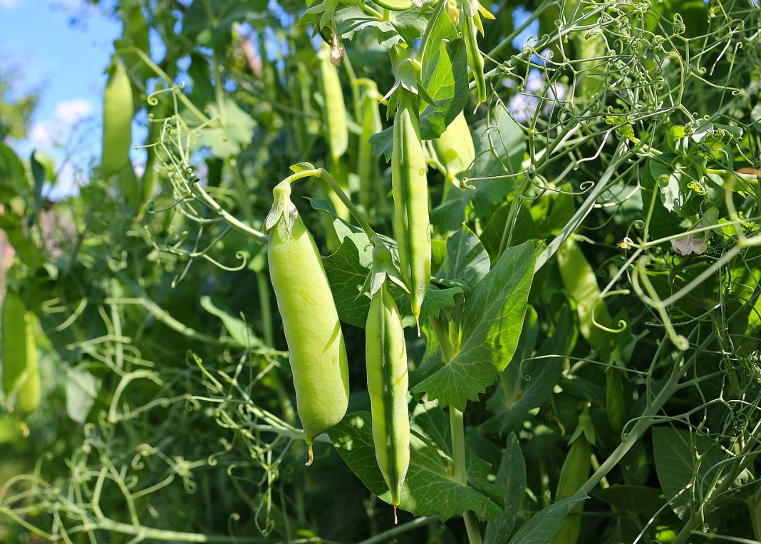 Calabash: nutrition facts and health benefits - Nutrition and Innovation
