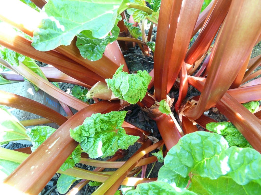 Rhubarb: nutrition facts and health benefits - Nutrition and Innovation